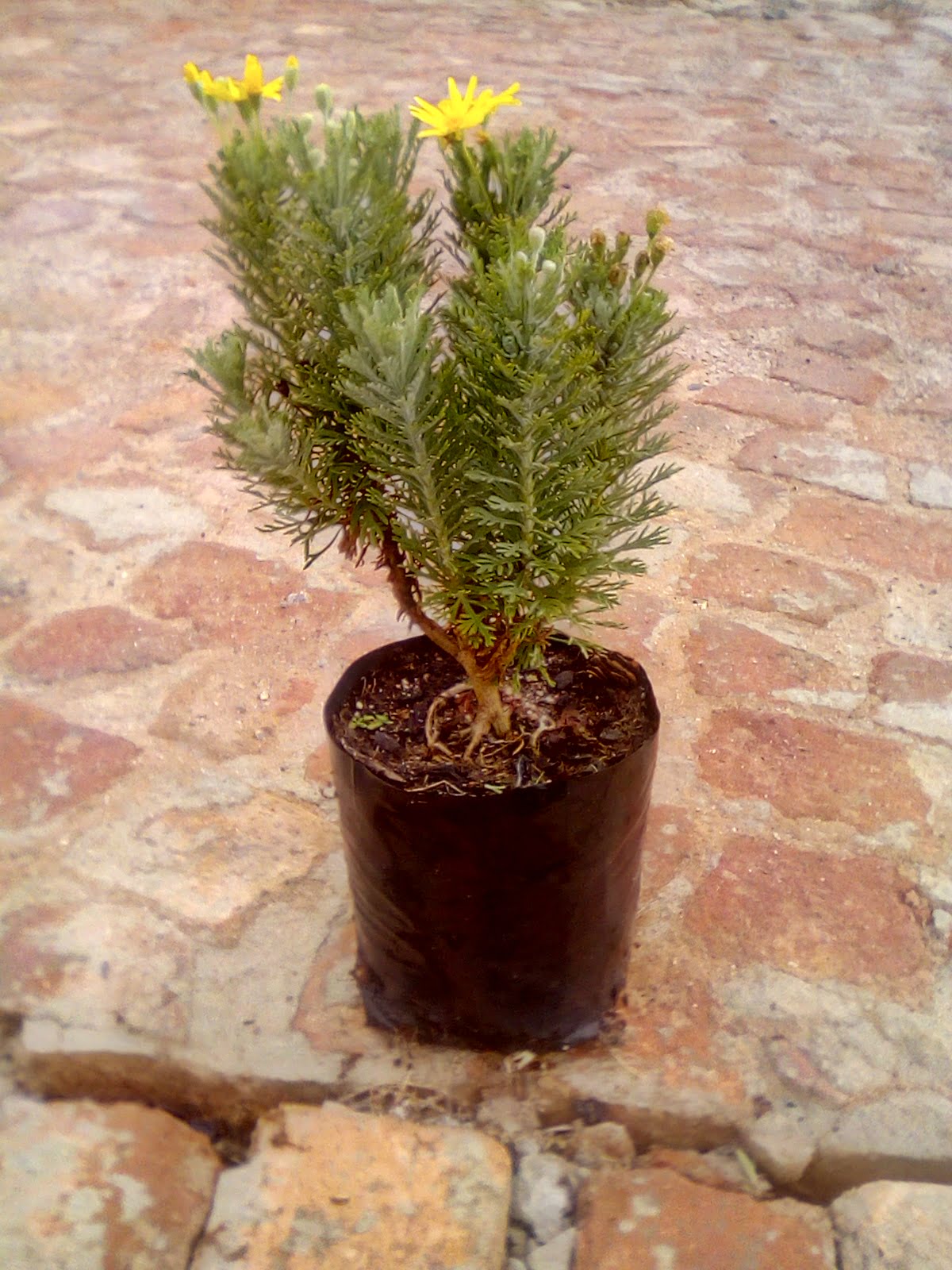 Euryops Silver Sunshine 15cm - ClicknPlant Online Nursery Gauteng