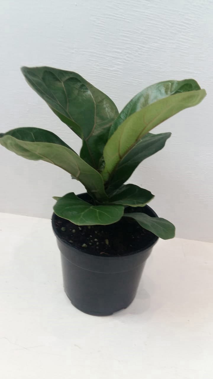Ficus Golden King Std 20lt - ClicknPlant Online Nursery Gauteng