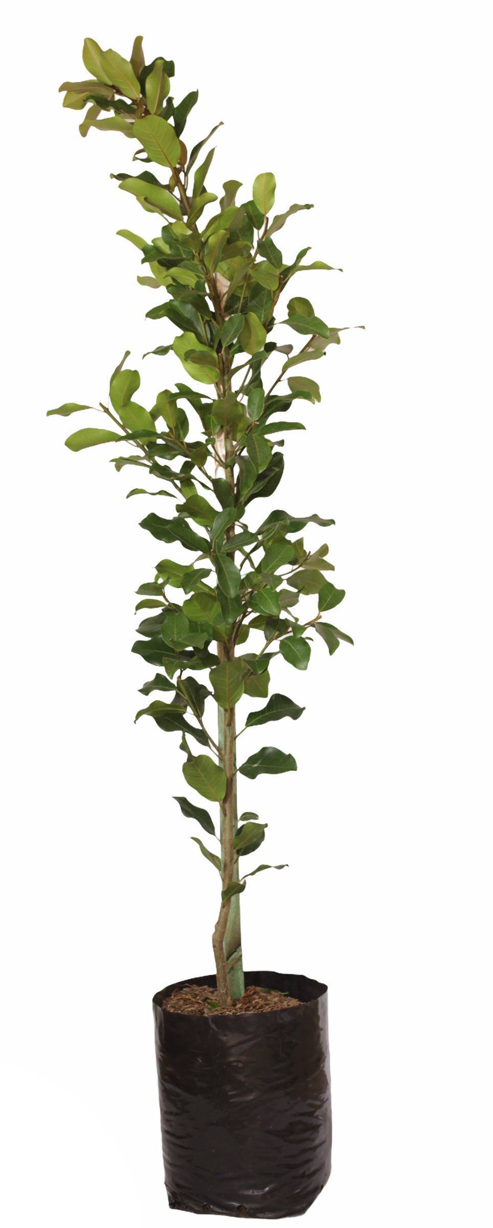Ficus Natalensis (Natal Fig) 20lt - ClicknPlant Online Nursery Gauteng