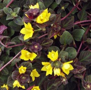 Lysimachia Midnight Sun 6 Pack - ClicknPlant Online Nursery Gauteng