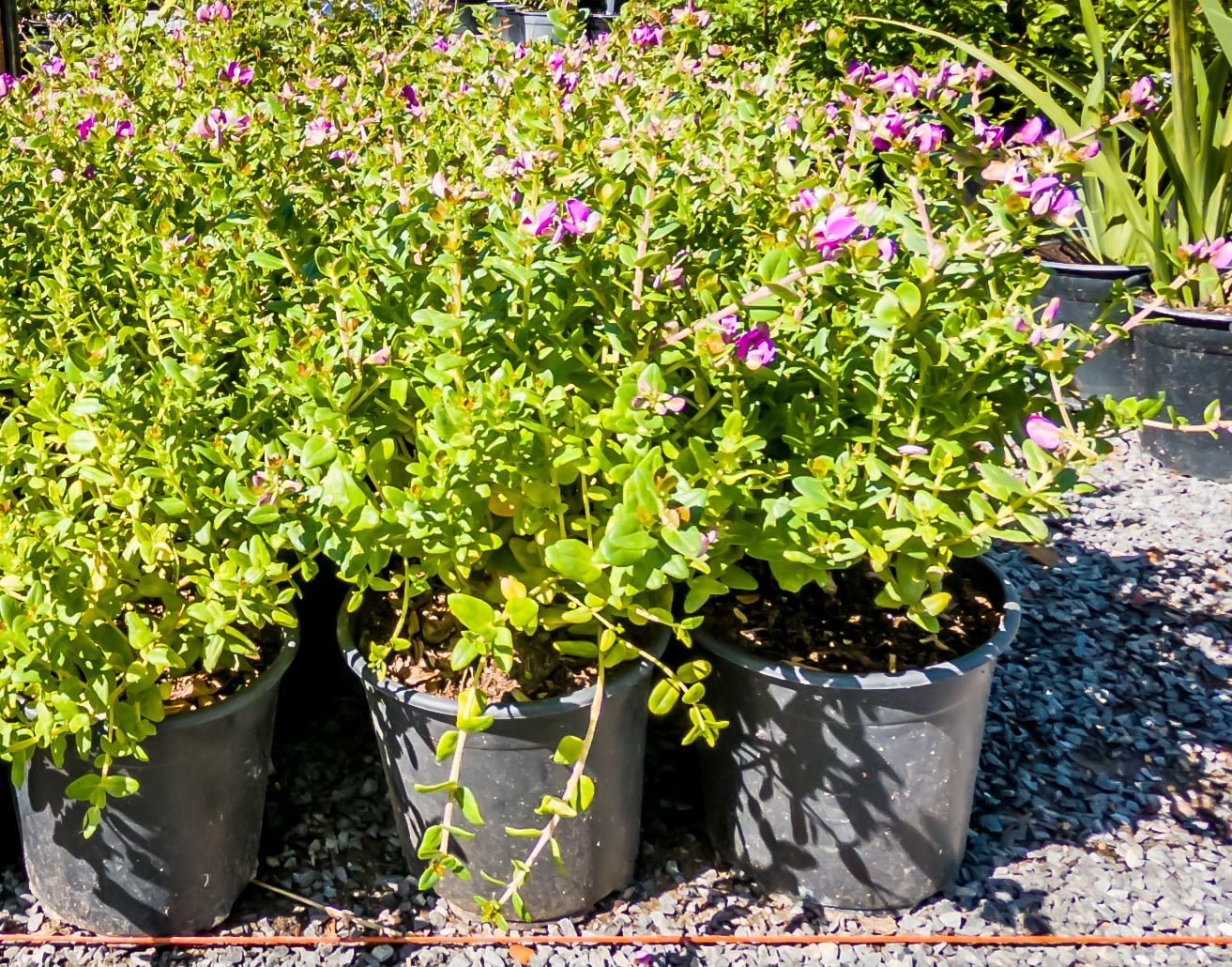 Polygala Microphylla 17cm - ClicknPlant Online Nursery Gauteng