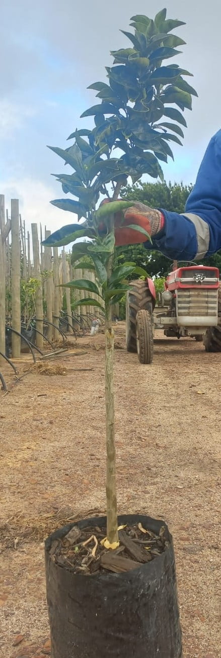 Washington Navel Orange Tree 20lt - ClicknPlant Online Nursery Gauteng