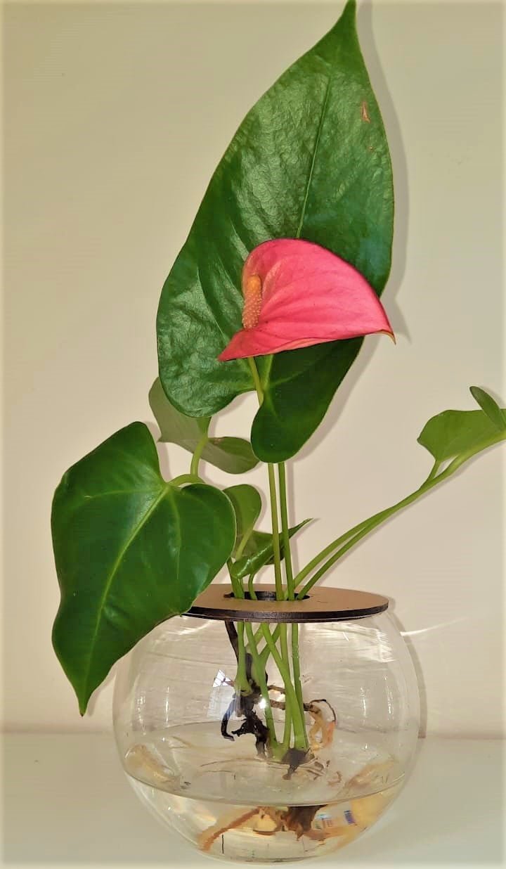 10cm Fishbowl with Anthurium - Pink Flower - ClicknPlant Online Nursery ...