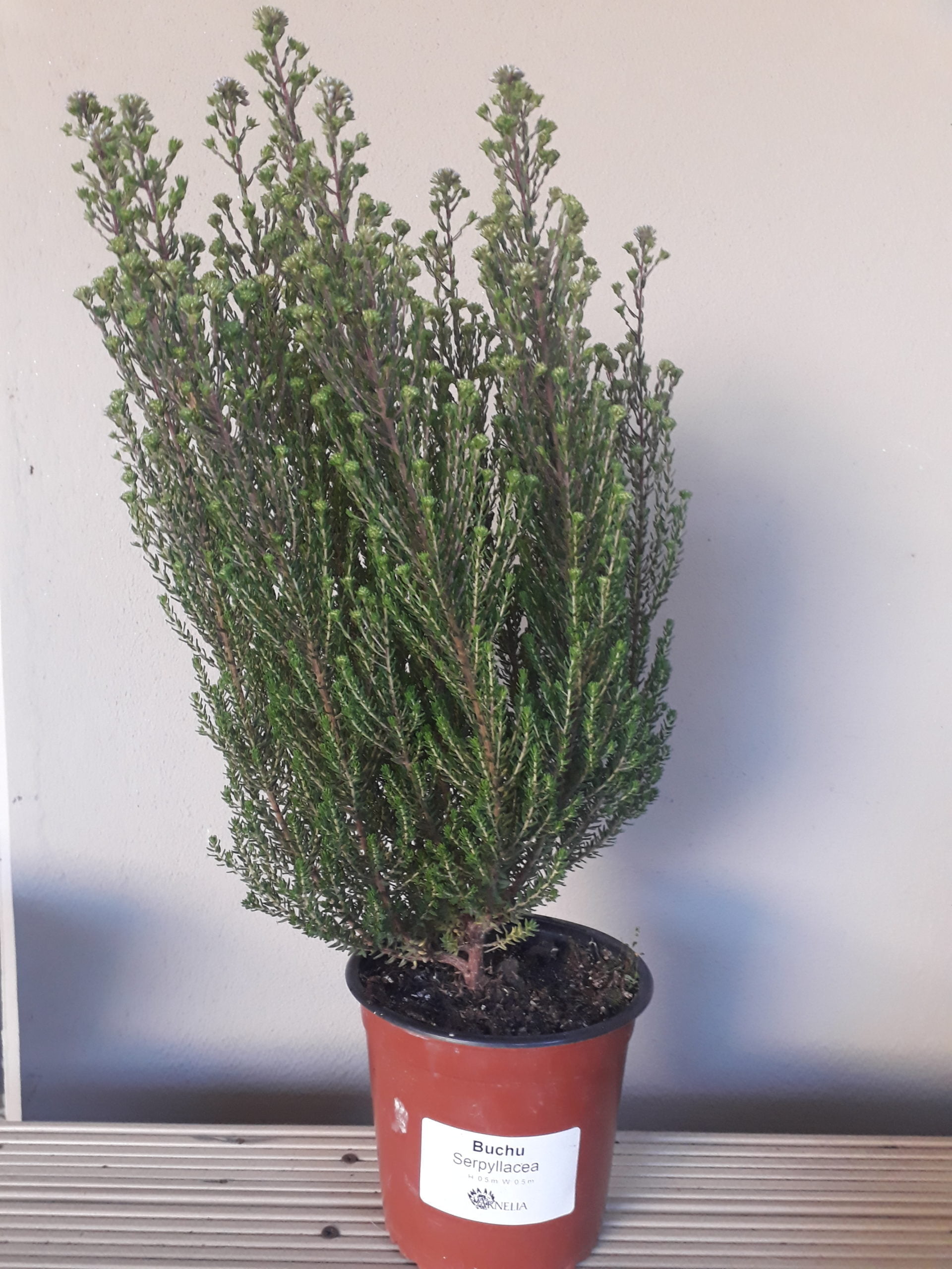Buchu Serpyllacea 15cm Pot - ClicknPlant Online Nursery Gauteng