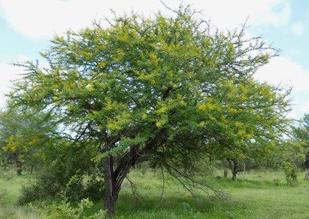 Acacia Karoo (Sweet Thorn) 200lt Tree - ClicknPlant Online Nursery Gauteng