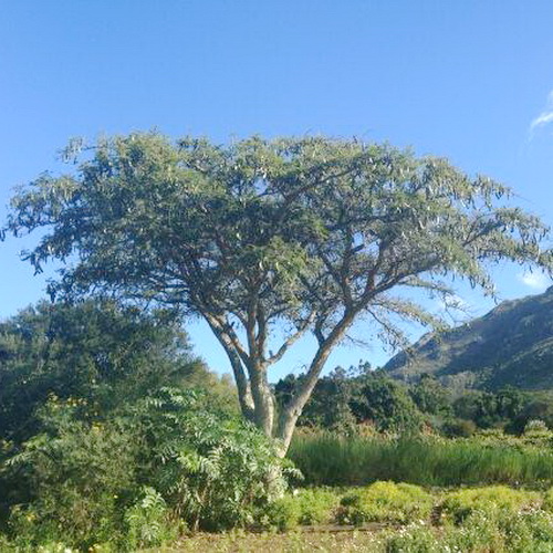 Acacia Sieberiana 200lt (Paperbark Tree) - ClicknPlant Online Nursery ...