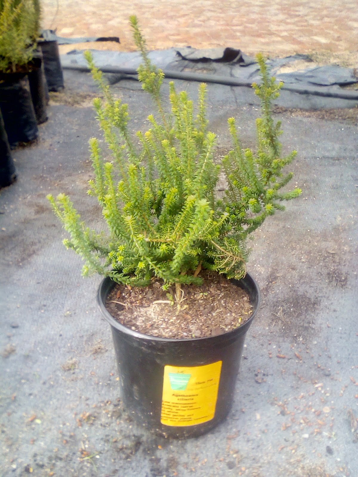 Buchu Ciliaris 15cm - ClicknPlant Online Nursery Gauteng