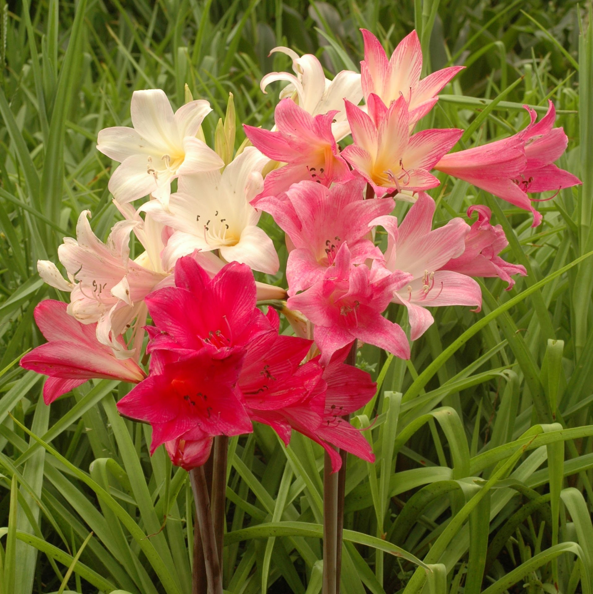 Amaryllis - Belladonna Bulbs - ClicknPlant Online Nursery Gauteng