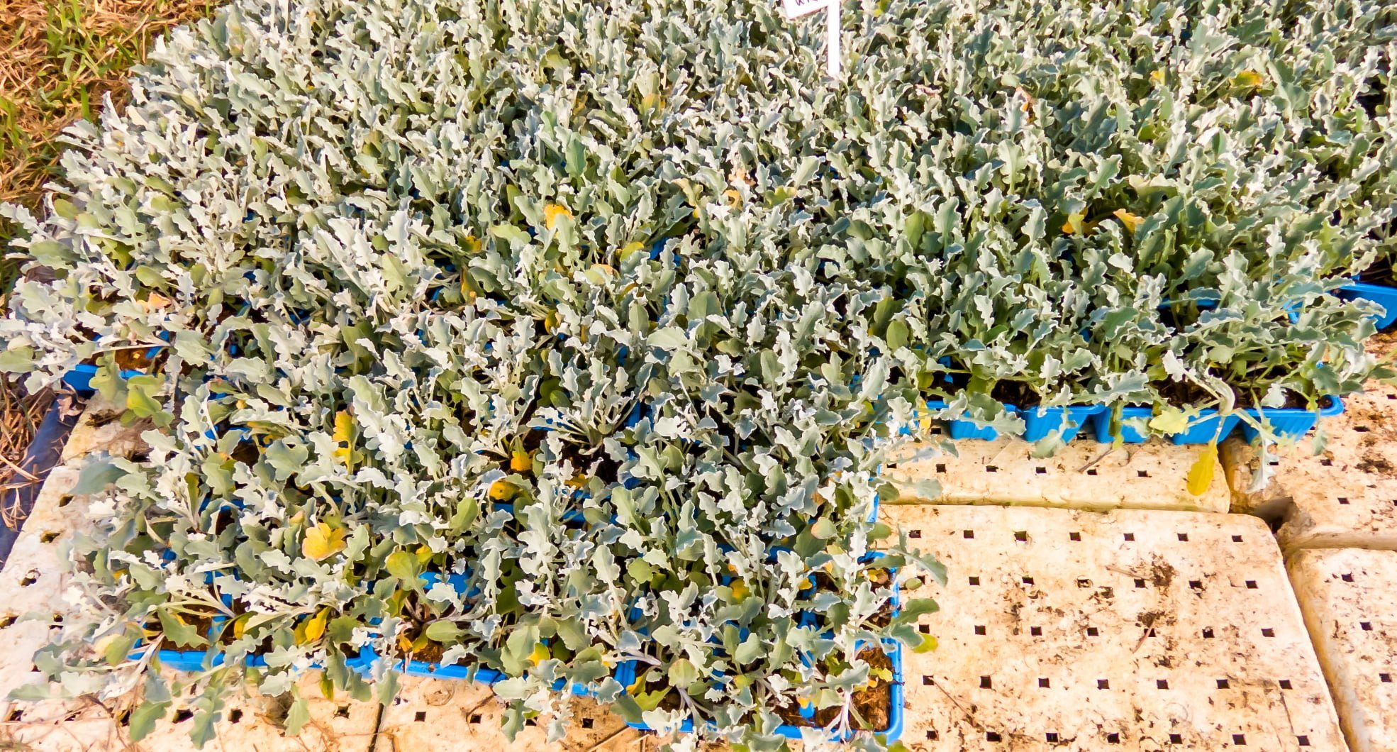 Arctotis Pink 6 Pack - ClicknPlant Online Nursery Gauteng