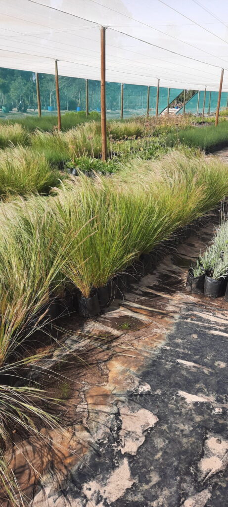 Aristida Junciformis Grass - ClicknPlant Online Nursery Gauteng