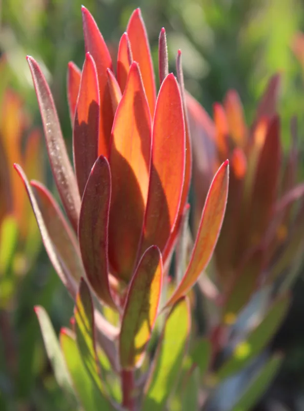 Leucadendron Ayoba African Fire 22cm Pot - ClicknPlant Online Nursery ...