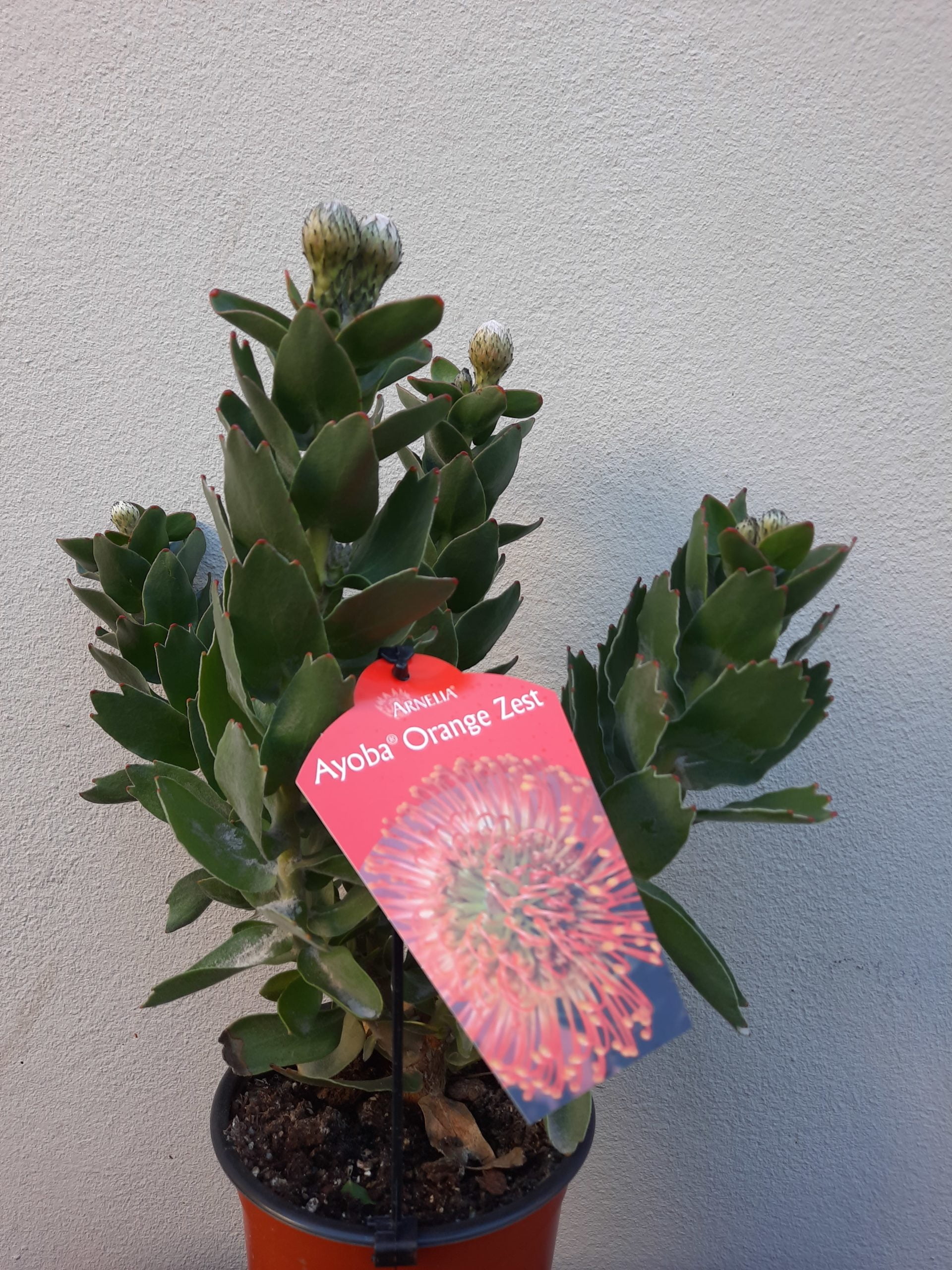 Ayoba Orange Zest Leucospermum (pincushion) 32cm Pot - ClicknPlant ...