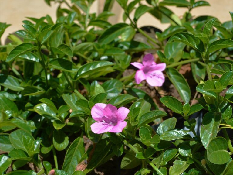 Barleria Repens 3lt (Small Bush Violet) - ClicknPlant Online Nursery ...