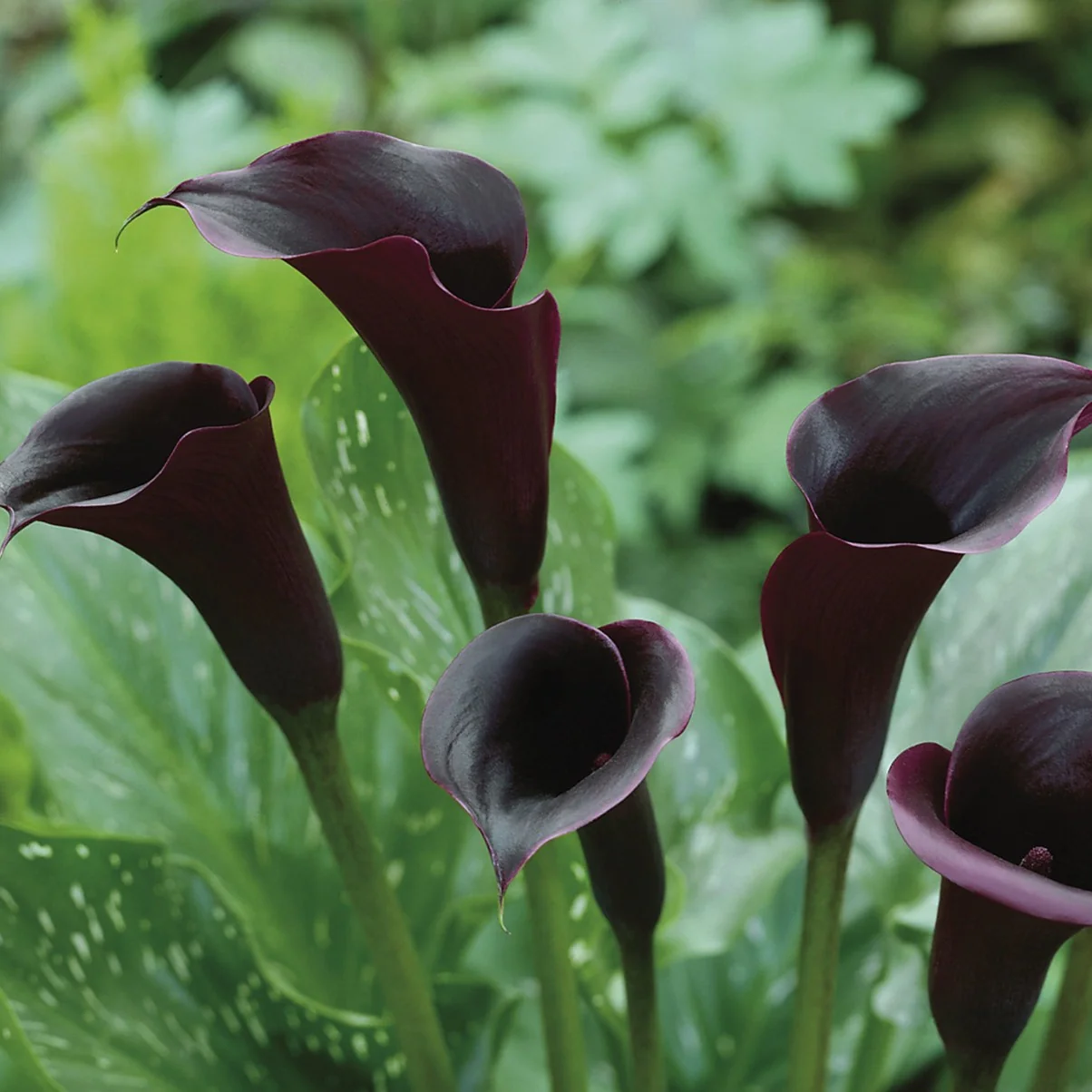 Zantedeschia Black Panther Bulbs - ClicknPlant Online Nursery Gauteng