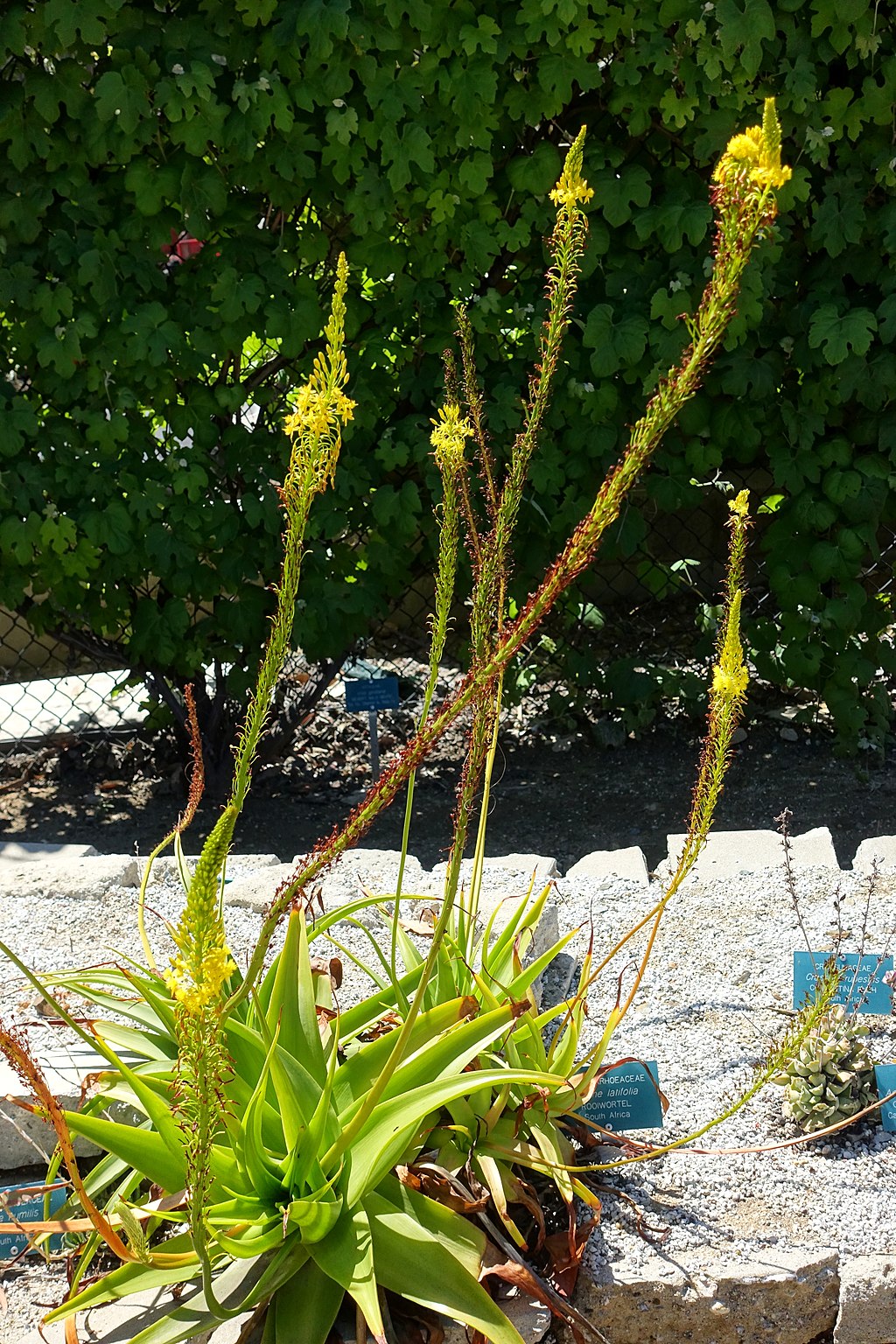 Bulbine Natalensis 3lt - ClicknPlant Online Nursery Gauteng