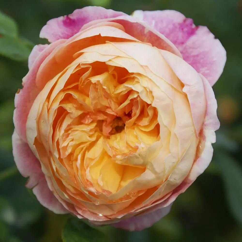 Rose Candice 5lt - ClicknPlant Online Nursery Gauteng