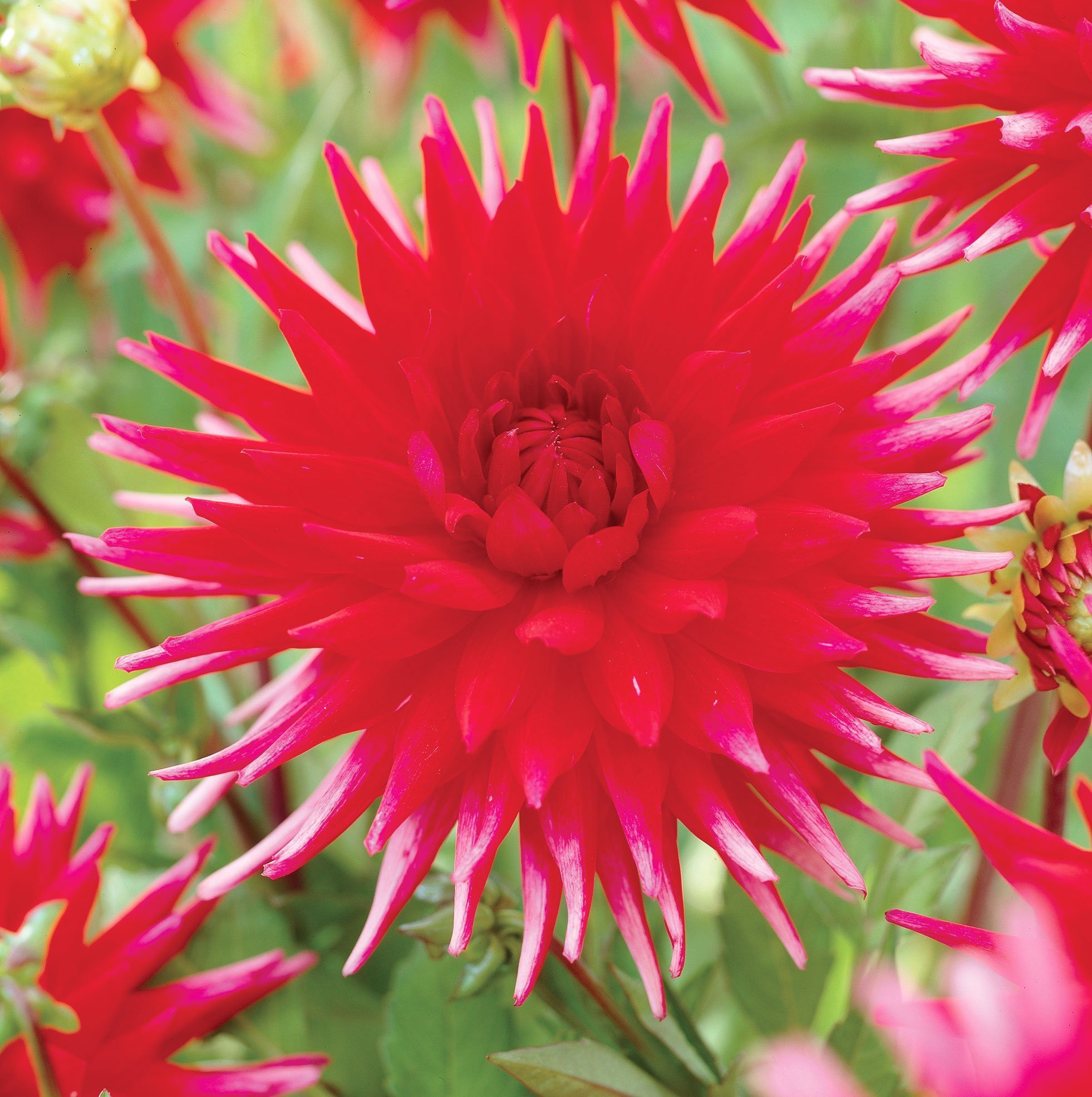 Dahlia Cactus - "Cheerio" Bulbs - ClicknPlant Online Nursery Gauteng
