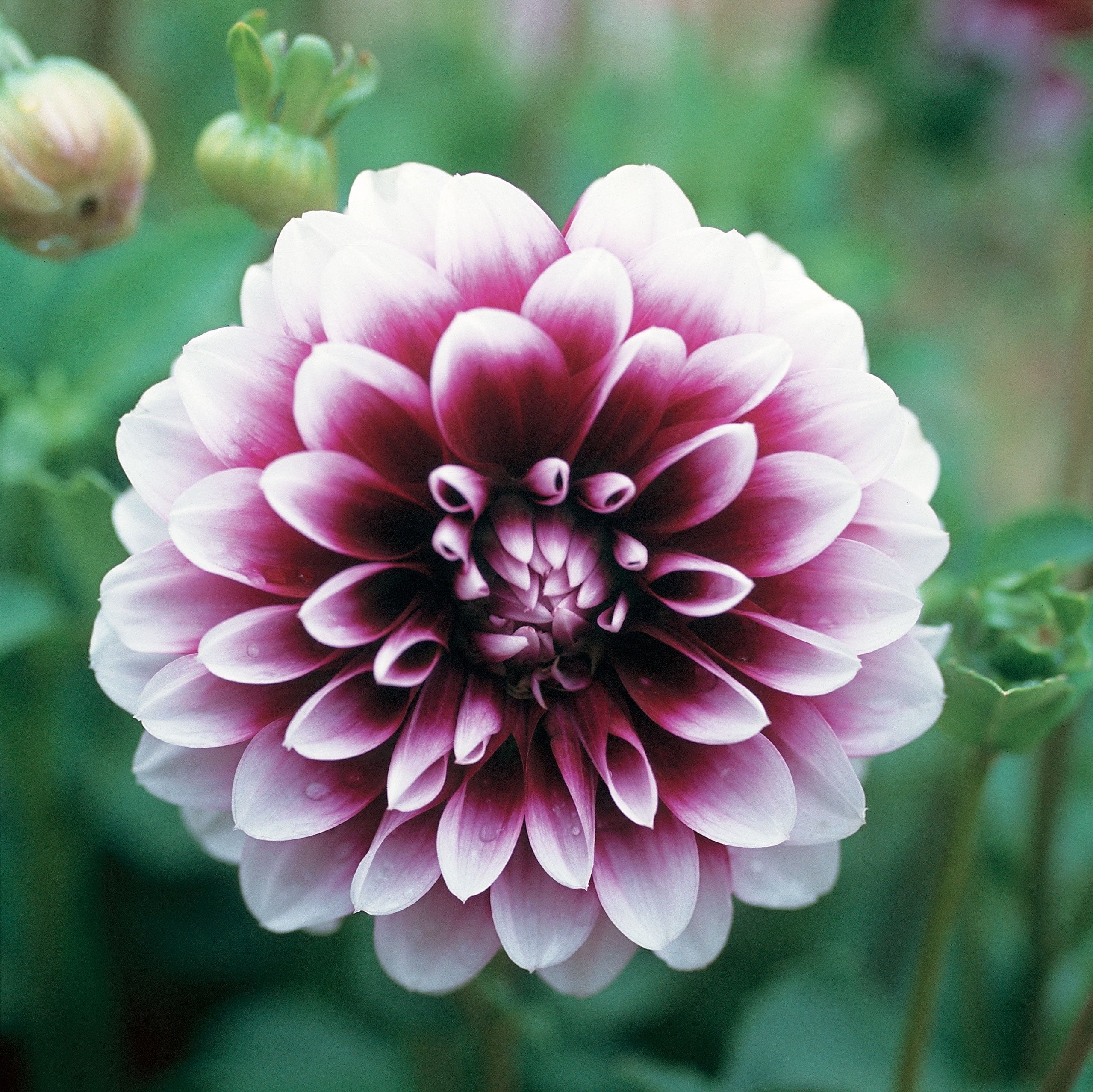 Dahlia Decorative - "Edinburgh" Bulbs - ClicknPlant Online Nursery Gauteng