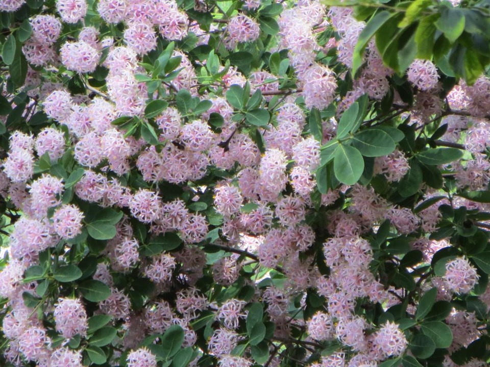 Dais Cotinifolia (Pom Pom Tree) 200lt - ClicknPlant Online Nursery Gauteng