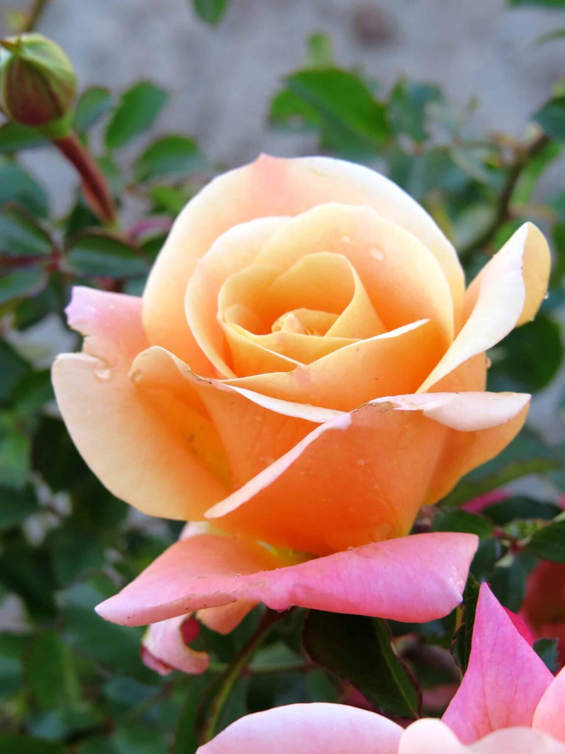 Deloitte & Touche Rose STD 90cm - ClicknPlant Online Nursery Gauteng