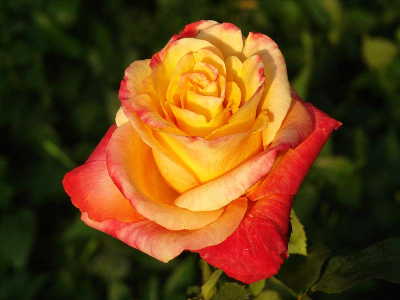 Durbanville Flame Hybrid Tea Rose 5lt - ClicknPlant Online Nursery Gauteng