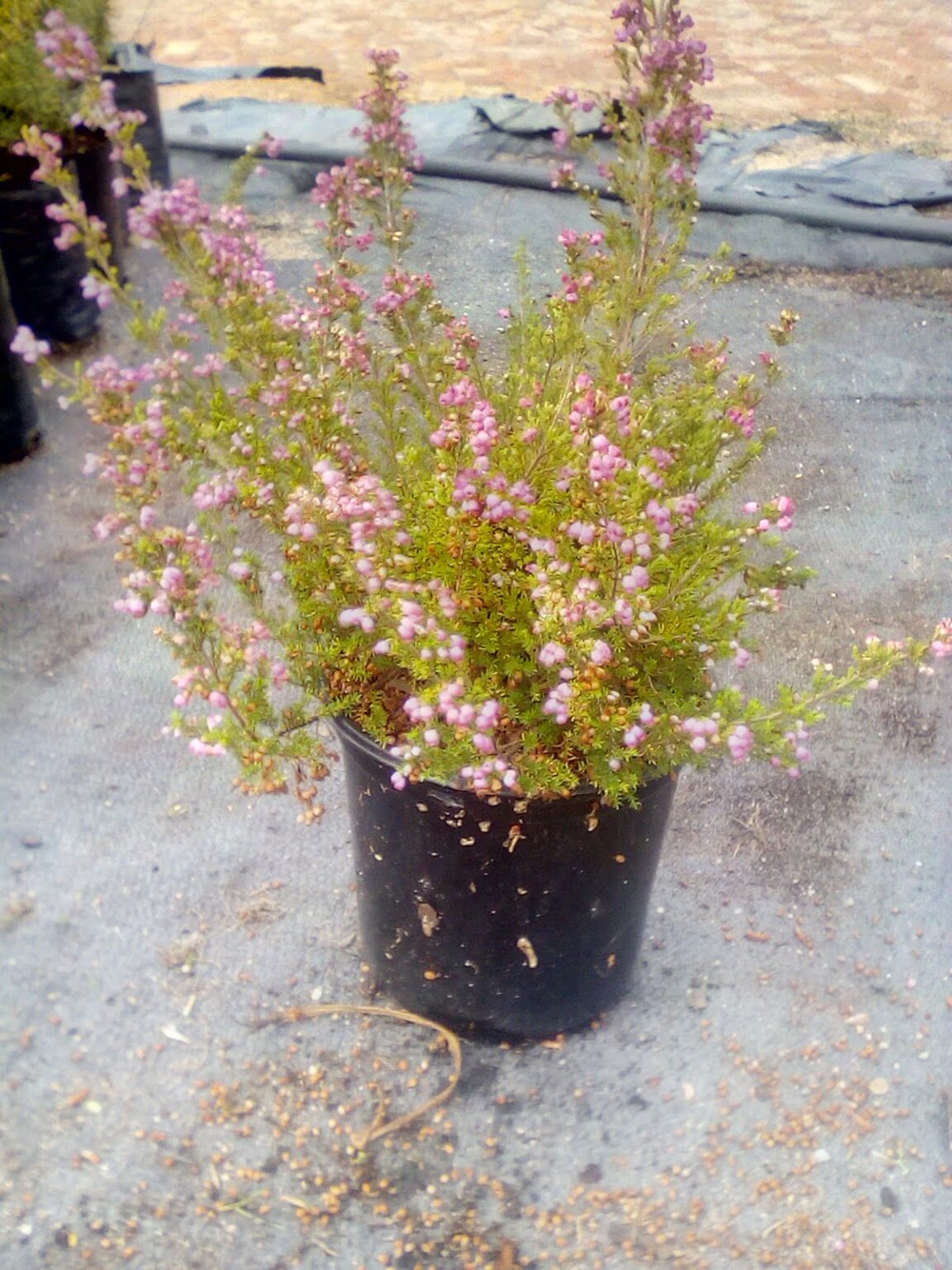 Erica Gracilis 15cm Pot - ClicknPlant Online Nursery Gauteng