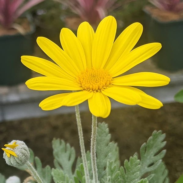 Euryops Pectinatus 6 Pack - ClicknPlant Online Nursery Gauteng