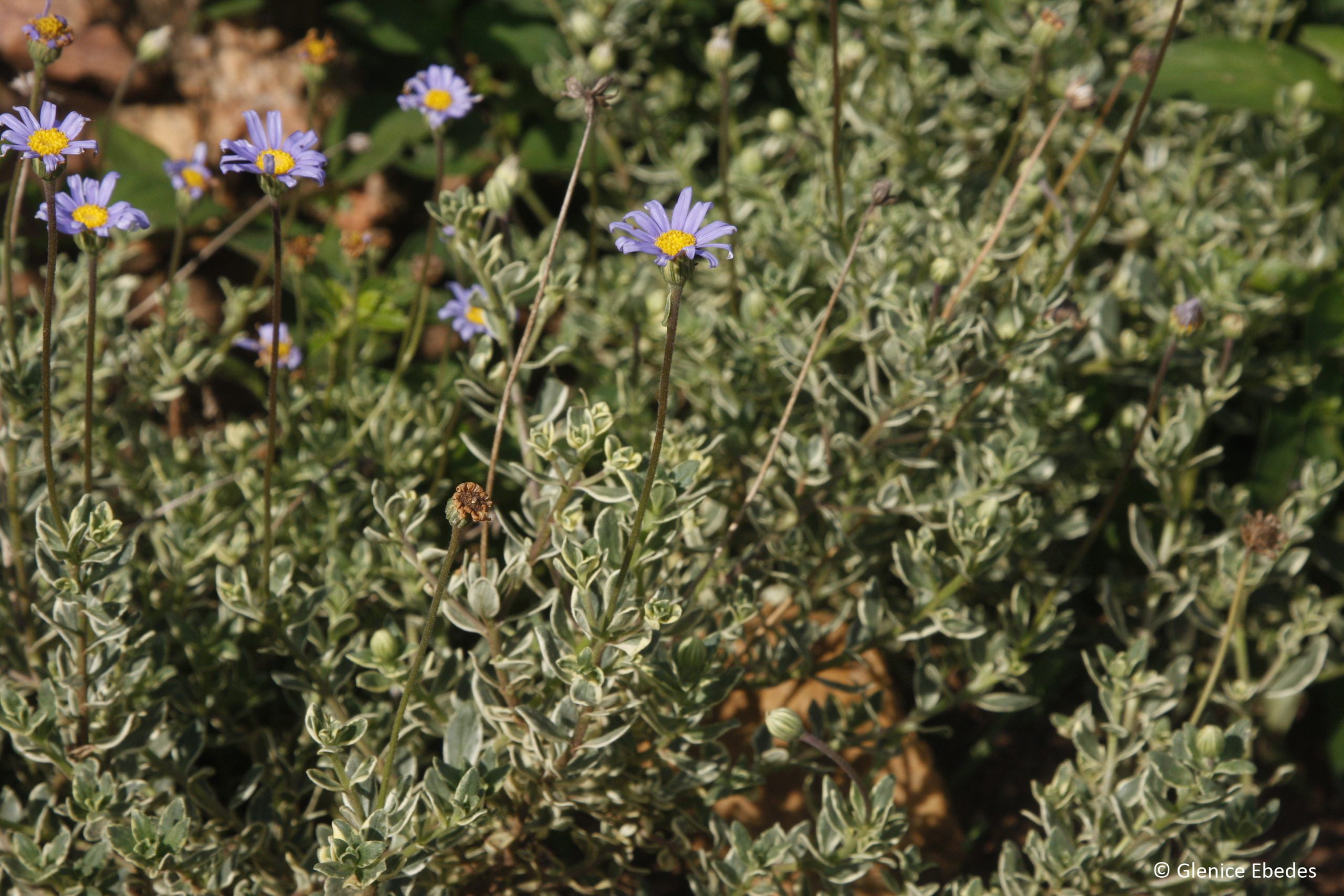 Felicia Amoena Variegated Blue 4 Pack Tray - ClicknPlant Online Nursery ...