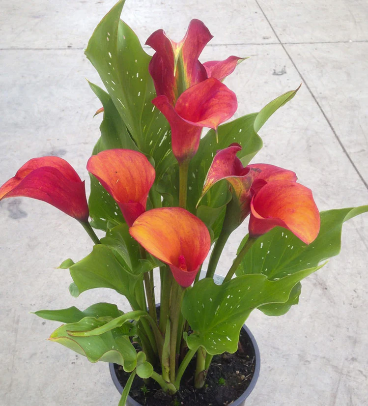 Zantedeschia Inferno Bulbs - ClicknPlant Online Nursery Gauteng