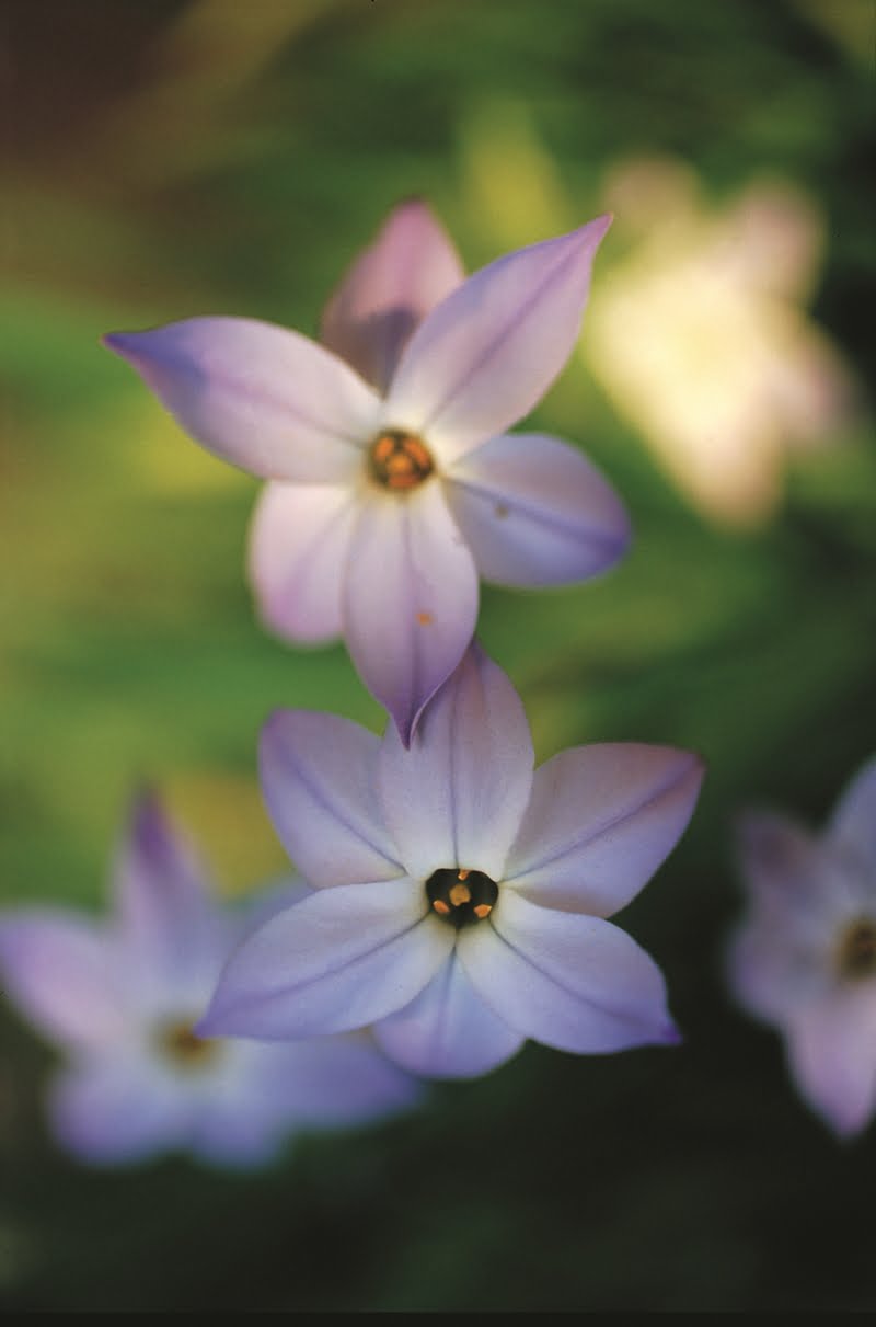 Ipheion Bulbs (Spring Star Flower)-Value Pack - ClicknPlant Online ...