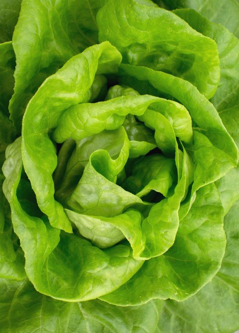 Lettuce Butter Green 6 pack - ClicknPlant Online Nursery Gauteng
