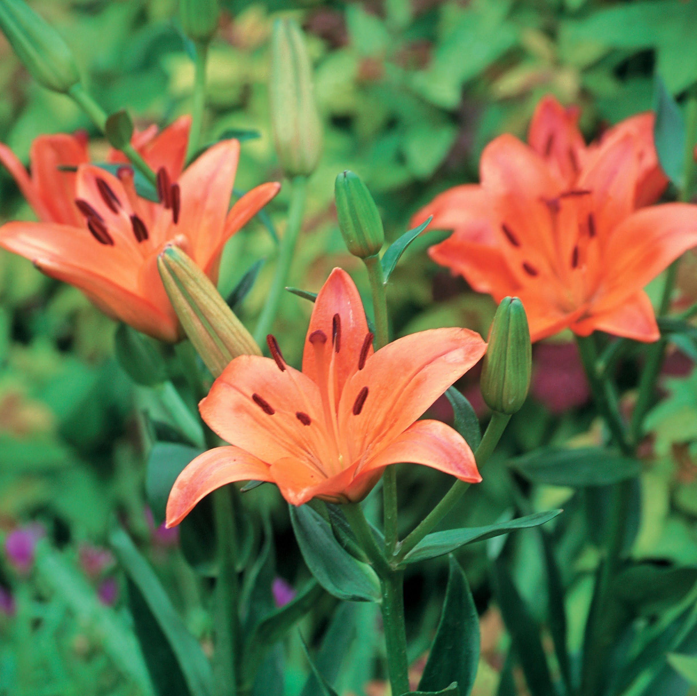 Lilium - Asiatic Bulbs Orange - ClicknPlant Online Nursery Gauteng