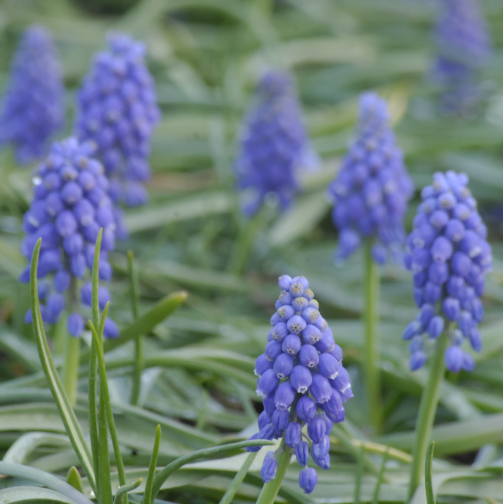 Muscari - Blue Pearl Bulbs - ClicknPlant Online Nursery Gauteng