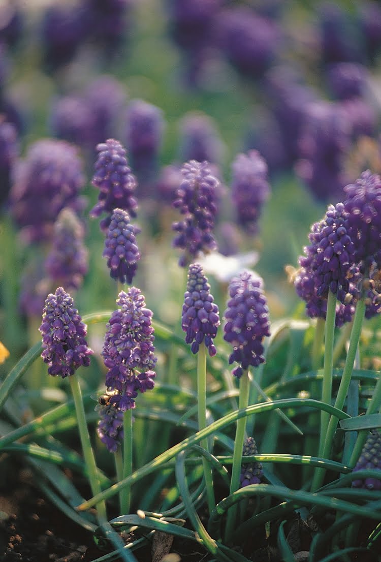 Muscari - Heavenly Blue Bulbs - ClicknPlant Online Nursery Gauteng