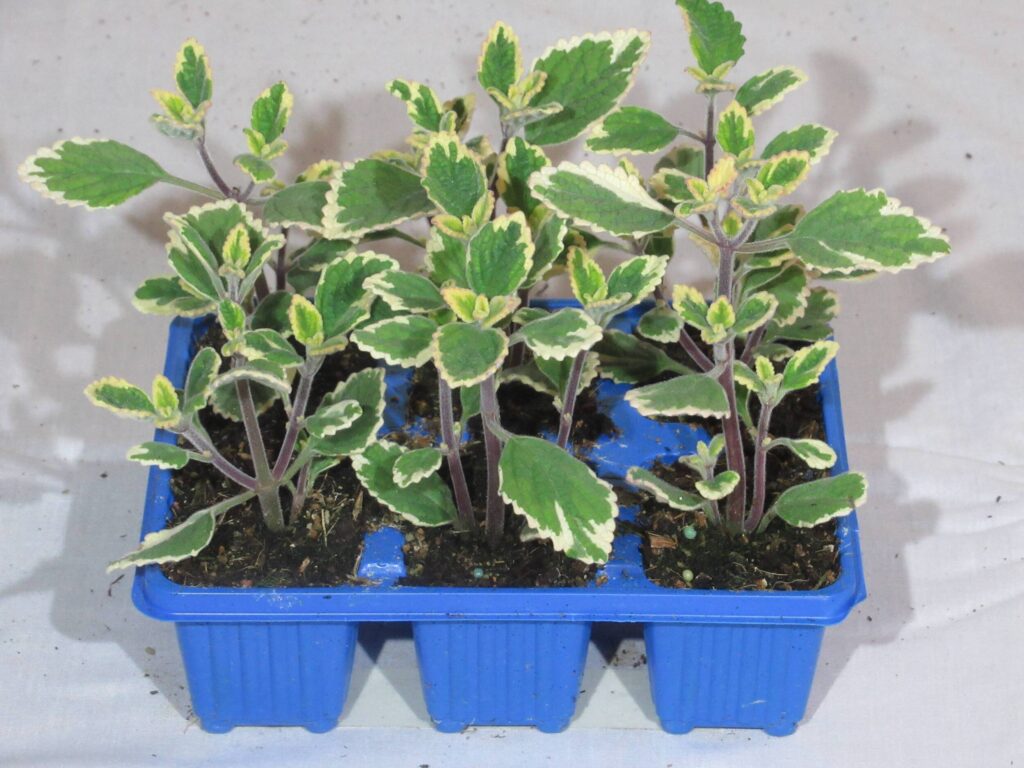 Plectranthus Mad Variegata Blue 6 Pack - ClicknPlant Online Nursery Gauteng