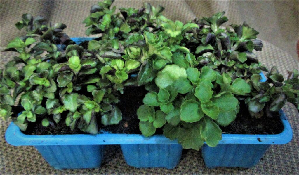 Plectranthus Strigosus Blue 6 Pack - ClicknPlant Online Nursery Gauteng