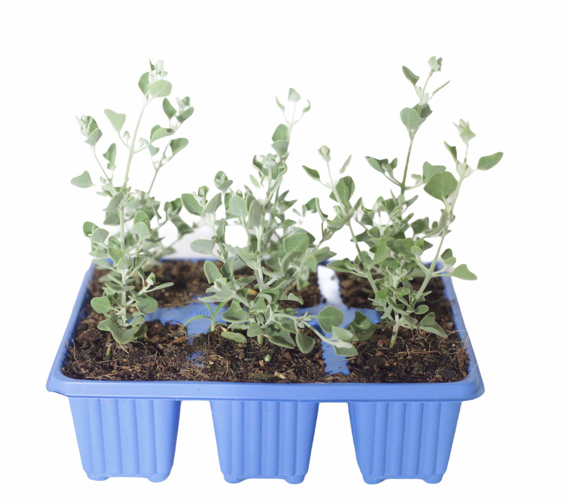Rhagodia Hastata 6 Pack - ClicknPlant Online Nursery Gauteng