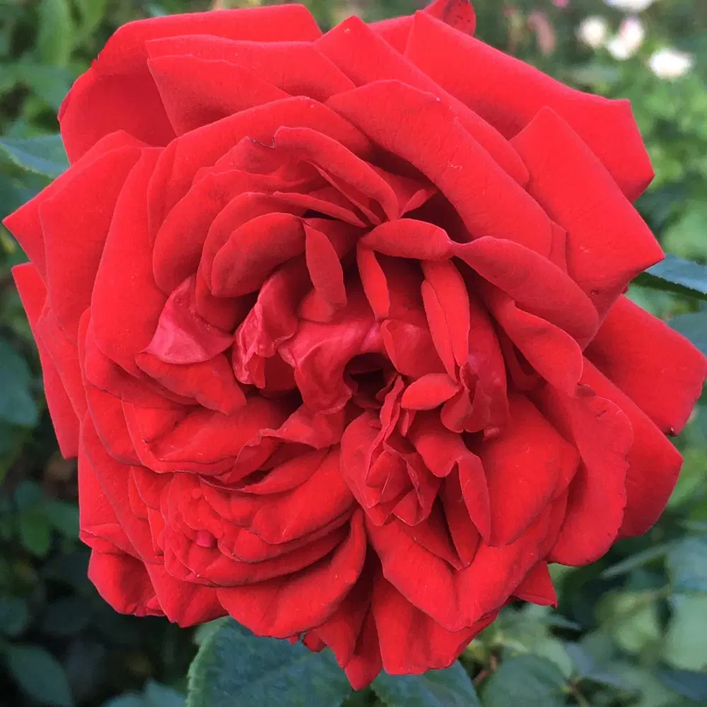 Rose Archbishop Desmond Tutu 5lt - ClicknPlant Online Nursery Gauteng