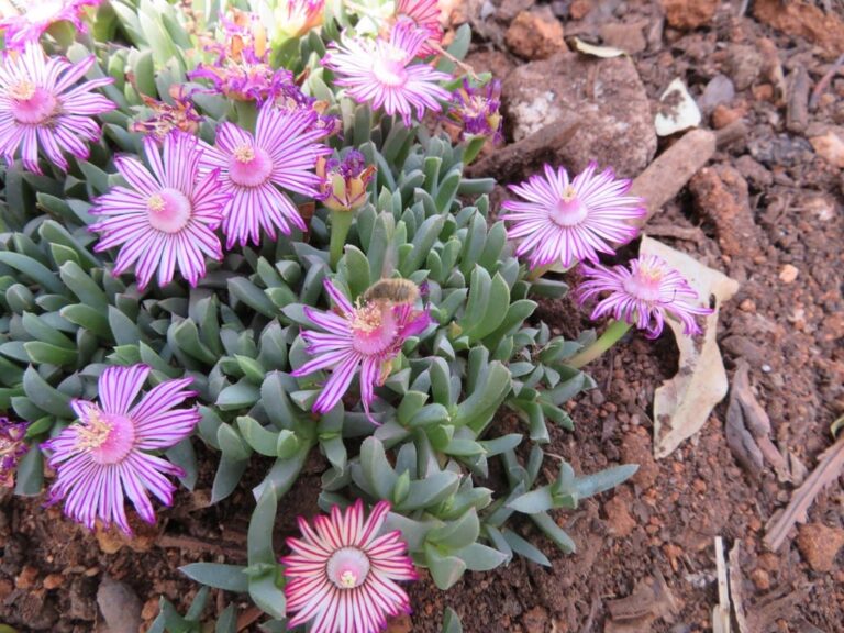 Ruschia Lineolata 128 Plug Tray - ClicknPlant Online Nursery Gauteng