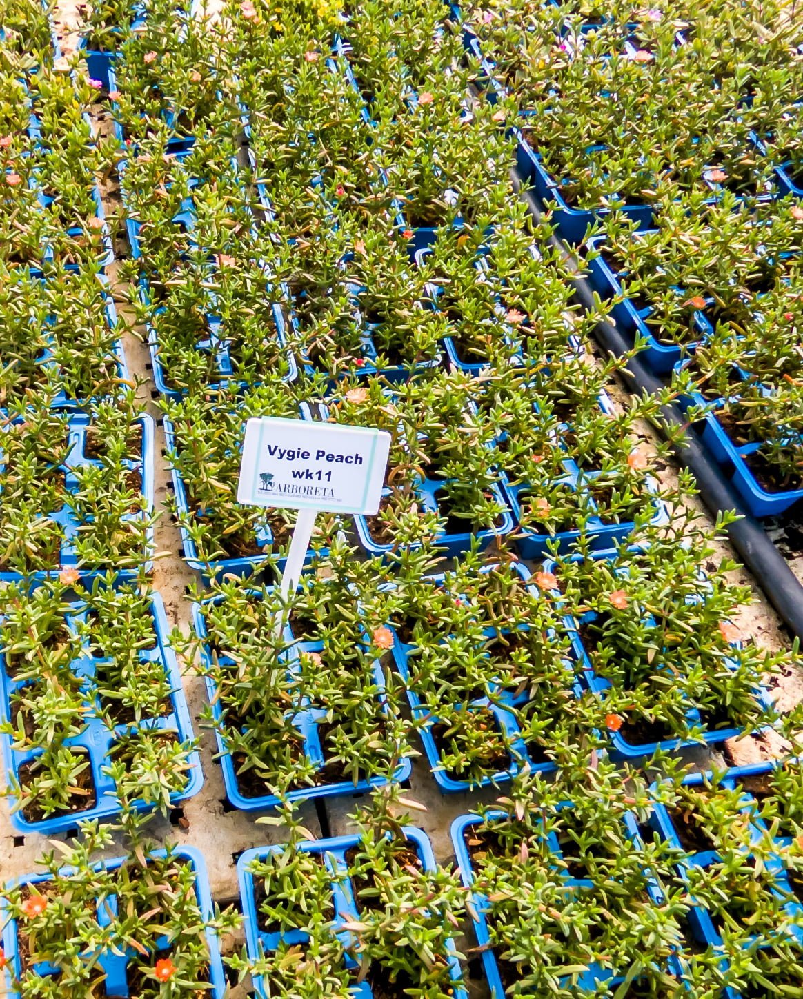 Vygie 6 Pack - ClicknPlant Online Nursery Gauteng