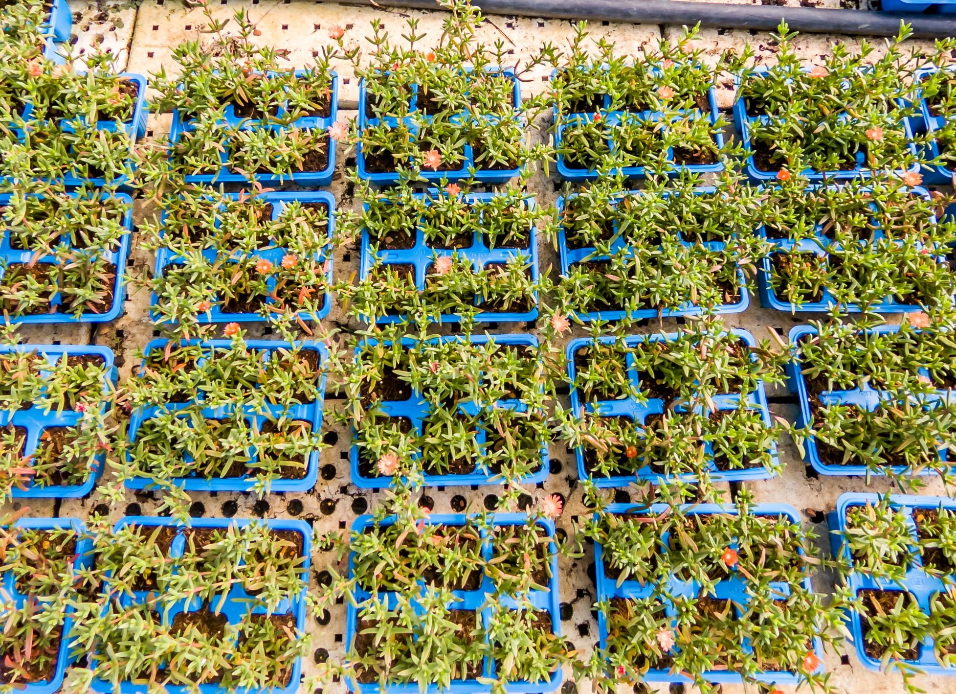 Vygie 6 Pack - ClicknPlant Online Nursery Gauteng