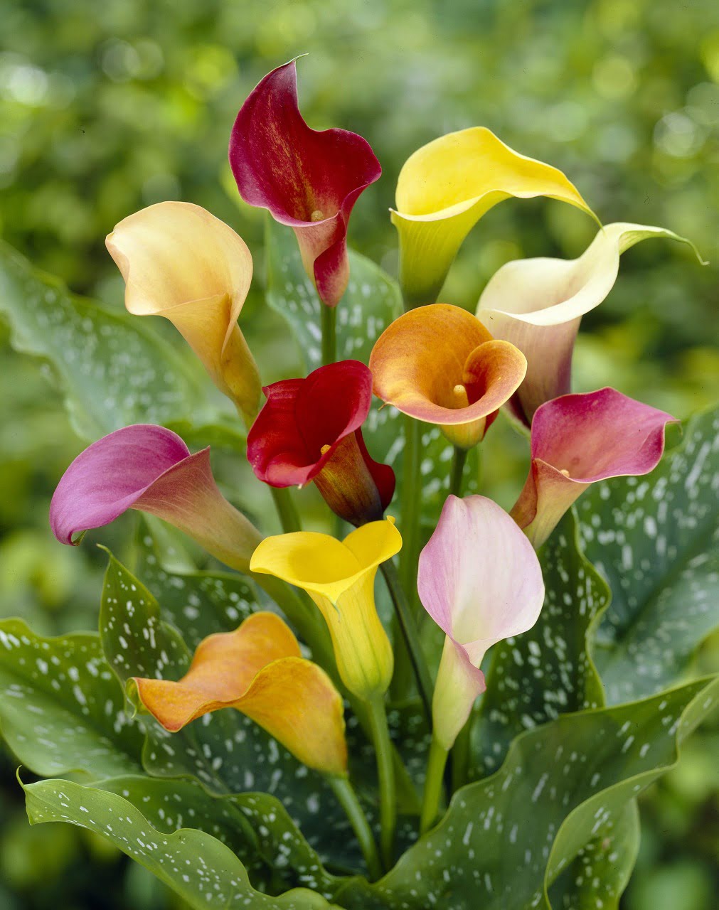 Zantedeschia Assorted Bulbs - ClicknPlant Online Nursery Gauteng
