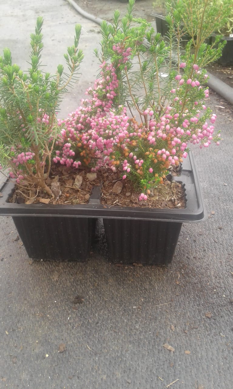 Erica 4 Pack Tray - ClicknPlant Online Nursery Gauteng
