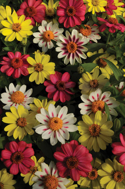 Zinnia Zahara Mix 4 Pack Tray - ClicknPlant Online Nursery Gauteng