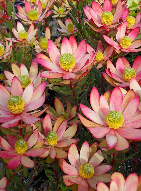 Leucadendron African Spice 22cm Pot - ClicknPlant Online Nursery Gauteng