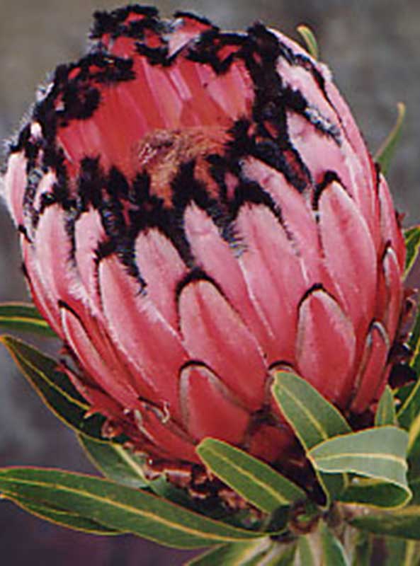 Protea Pink Mink 15cm Pot - ClicknPlant Online Nursery Gauteng