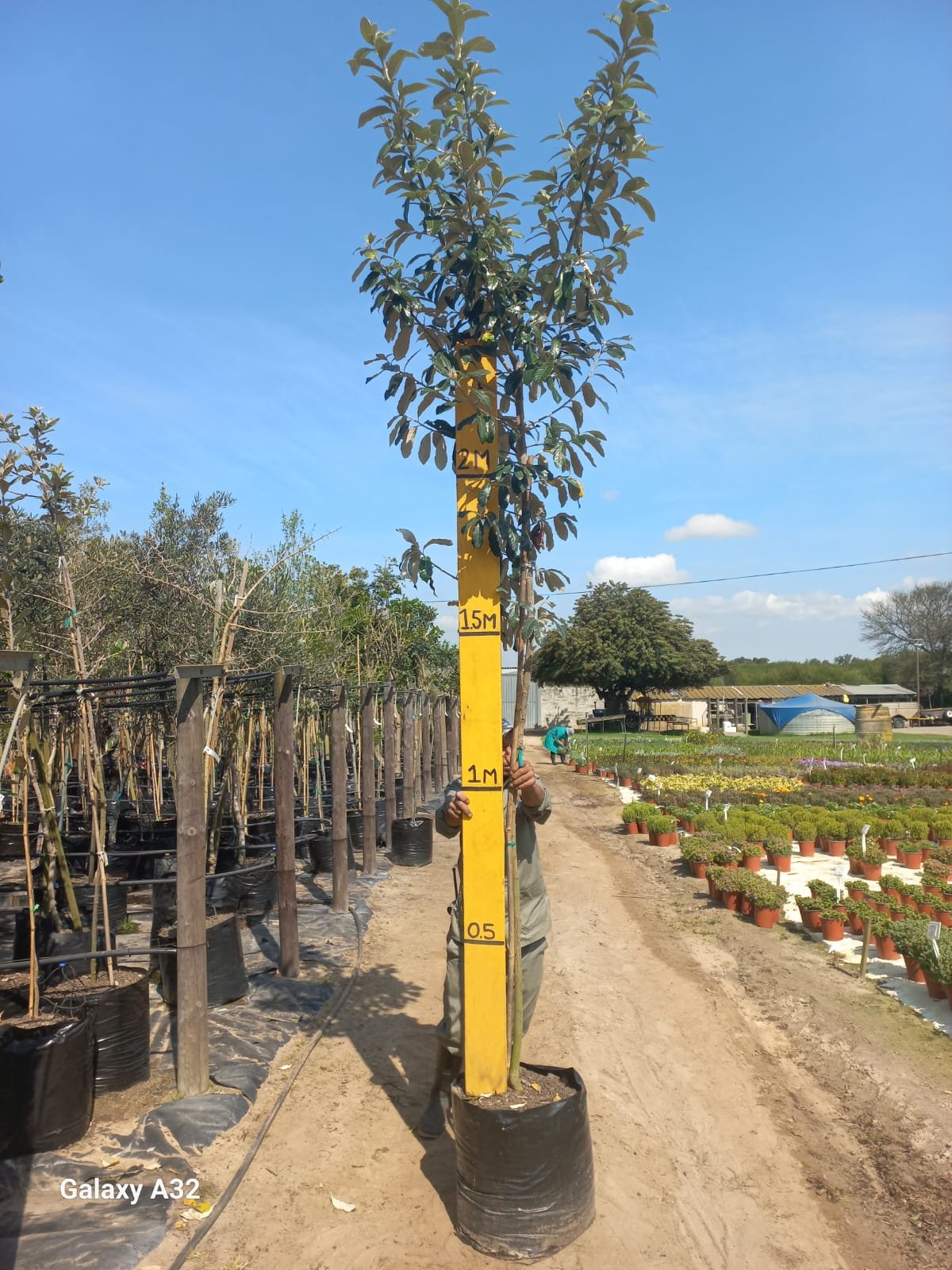 Brachylaena Discolor 50lt - ClicknPlant Online Nursery Gauteng