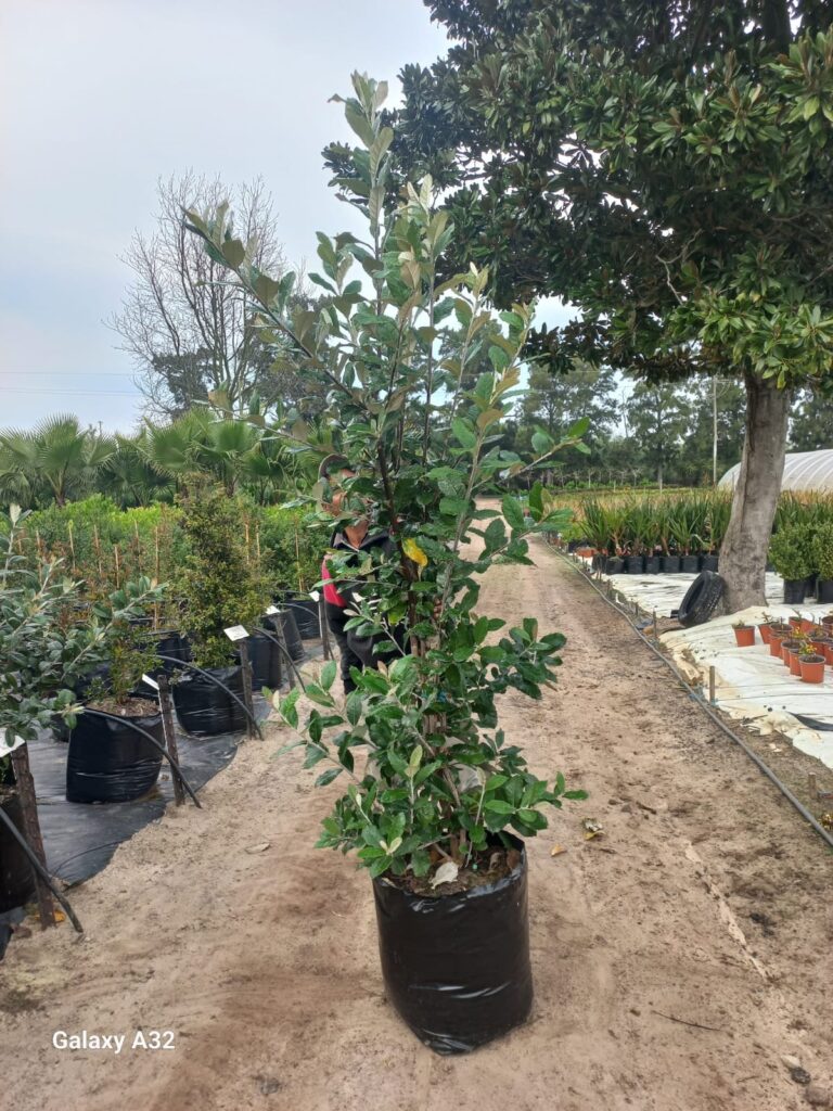 Brachylaena Discolor 50lt - ClicknPlant Online Nursery Gauteng