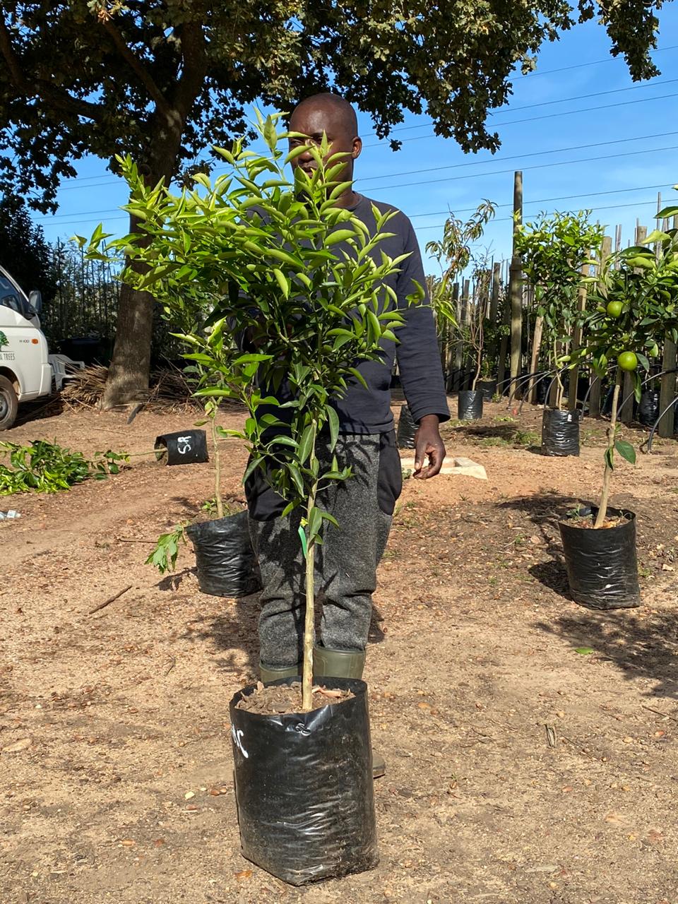 Clementine Marisol 20lt - ClicknPlant Online Nursery Gauteng