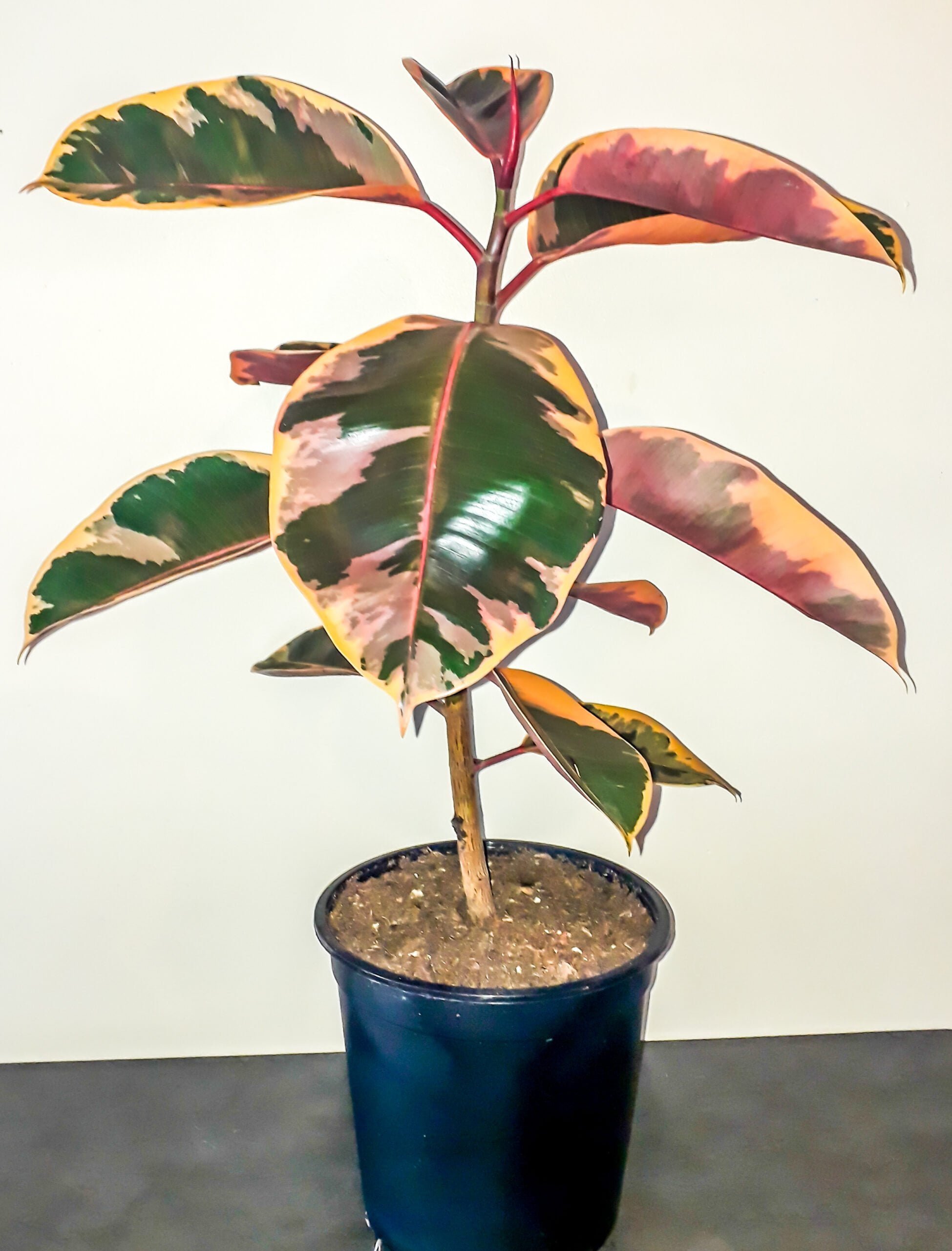 Ficus Belize 24cm - ClicknPlant Online Nursery Gauteng